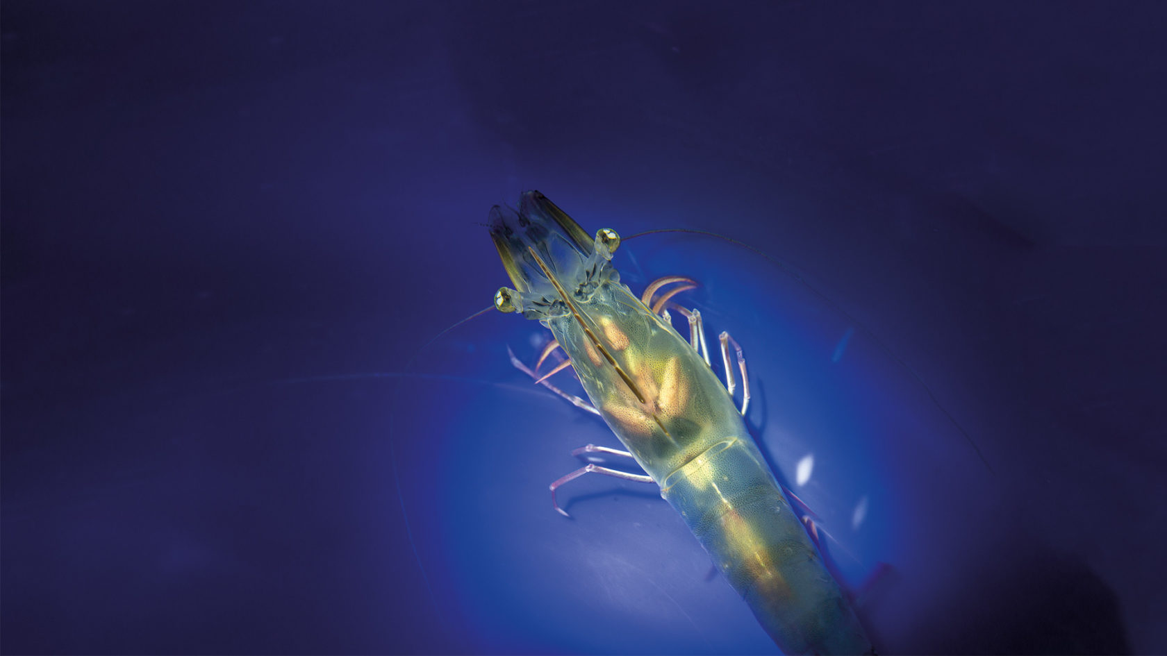 How genomics enables a more sustainable, cost-efficient shrimp ...