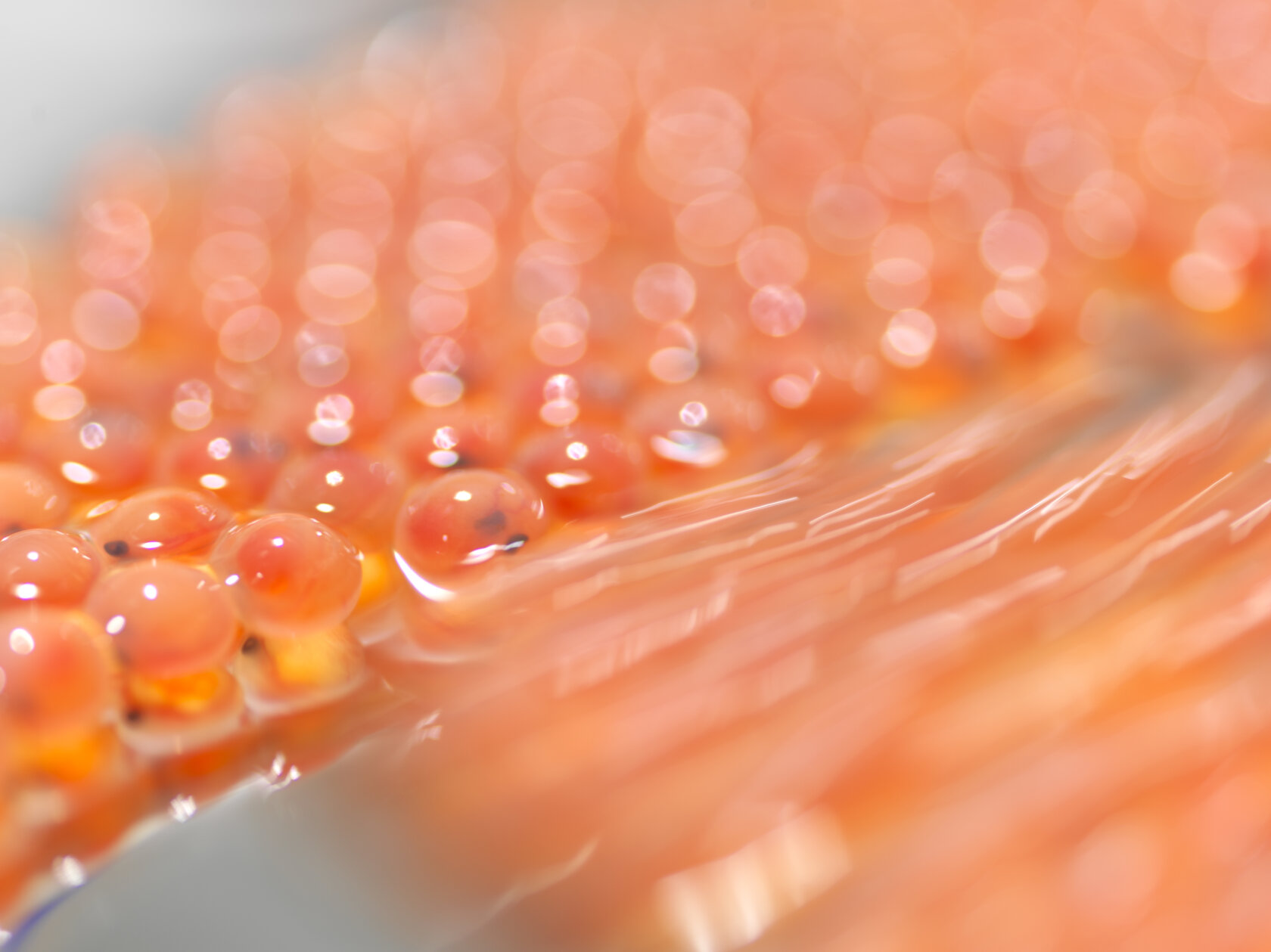 Vi ansetter Akvatekniker/Røkter i Benchmark Genetics Salten AS ...