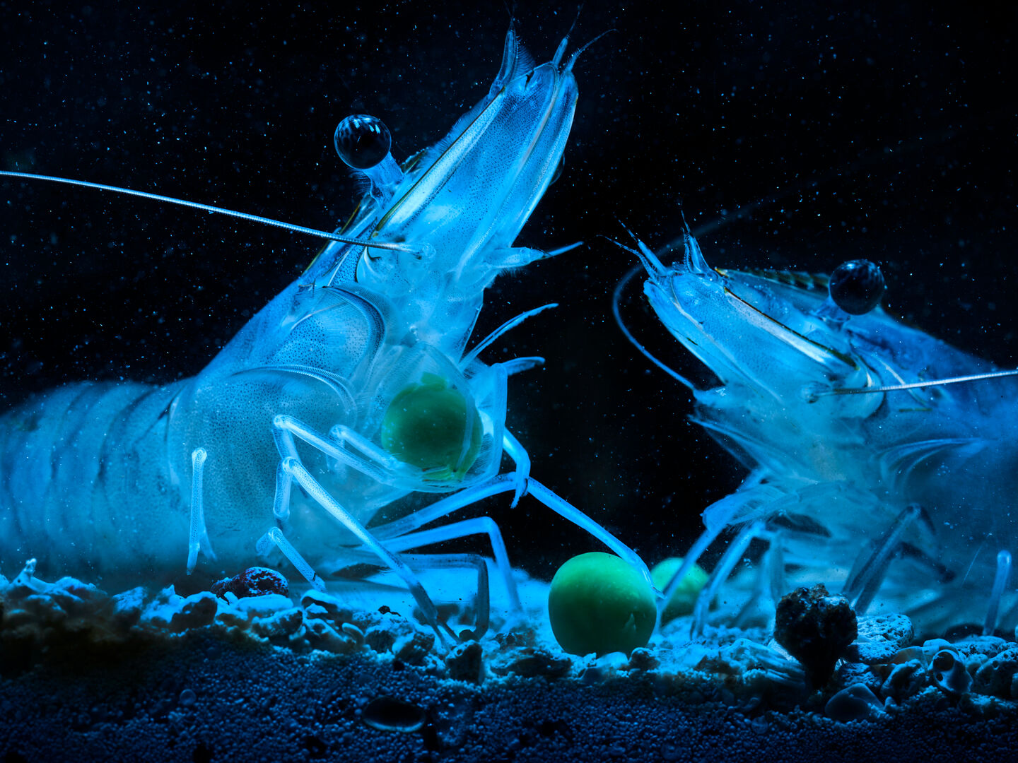 Breakthrough on Genetic Resistance to Disease in Shrimp - Benchmark ...